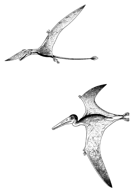 Coloring Page flying dinosaurs - Free printables - Img 9107