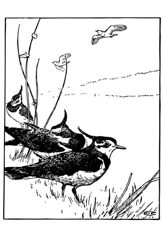 Coloring Page Peewit - free printable coloring pages - Img 17380