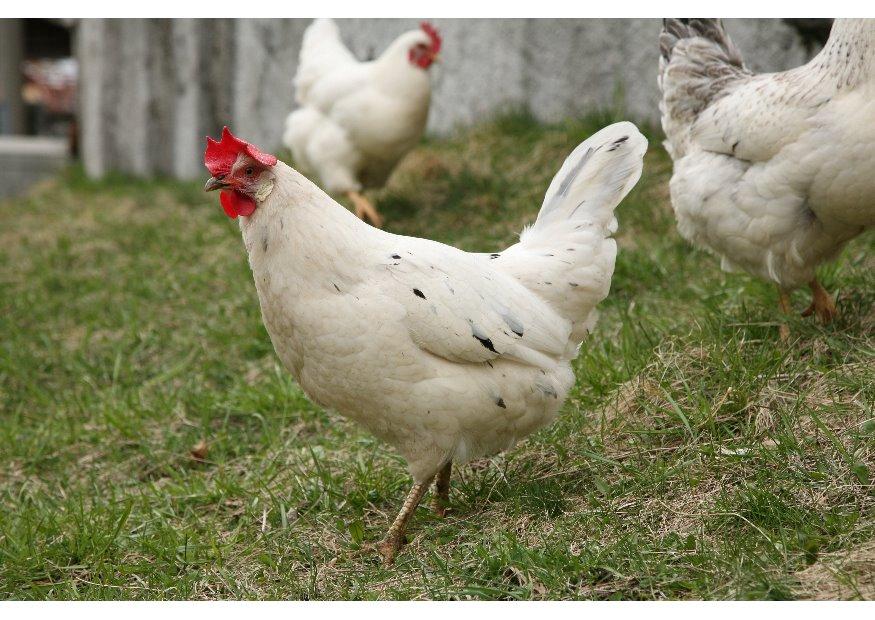 Photo chicken hen - Free printables - Img 6950.