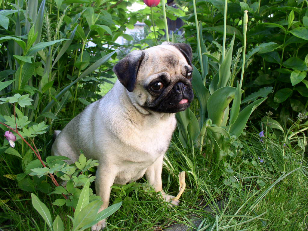 Photo dog - pugdog - Free printables - Img 19548.