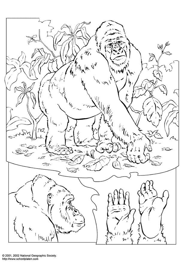 Coloring Page gorilla - Free printables - Img 3060