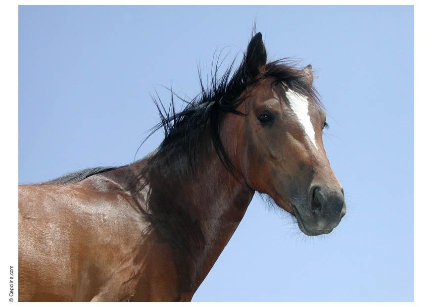 Photo horse - Free printables - Img 8416.