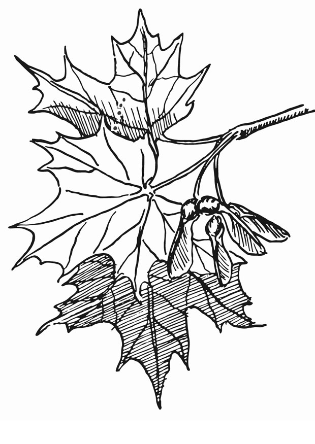 Coloring Page maple - Free printables - Img 12951
