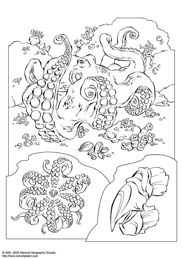 Coloring Page octopus - Free printables - Img 3071