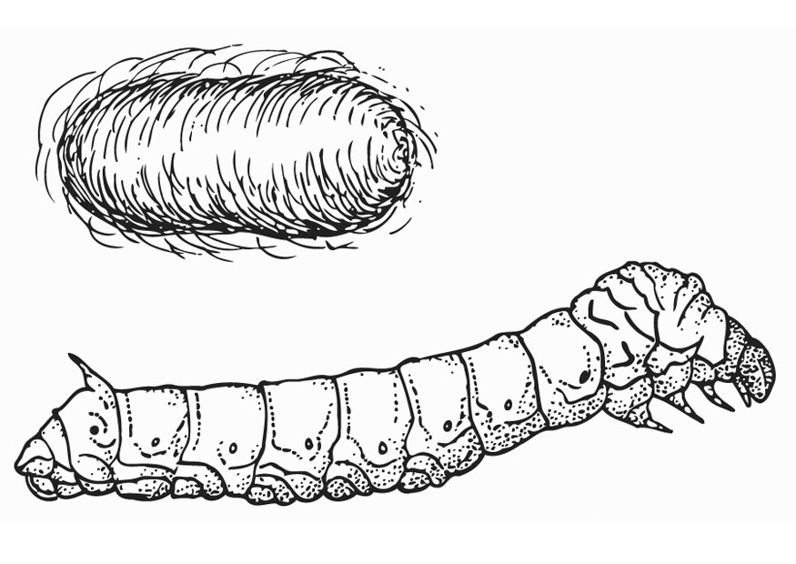 Coloring Page silkworm with cocoon - Free printables - Img 12910