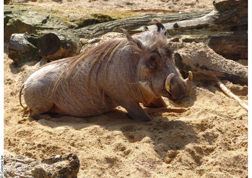 Photo warthog - Free printables - Img 7797.