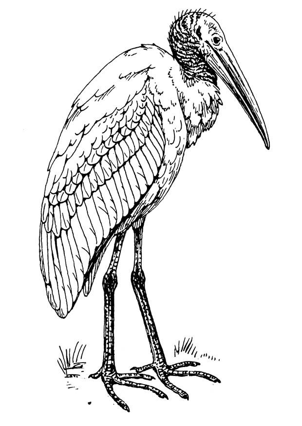 Coloring page of an ibis with long legs and a long beak