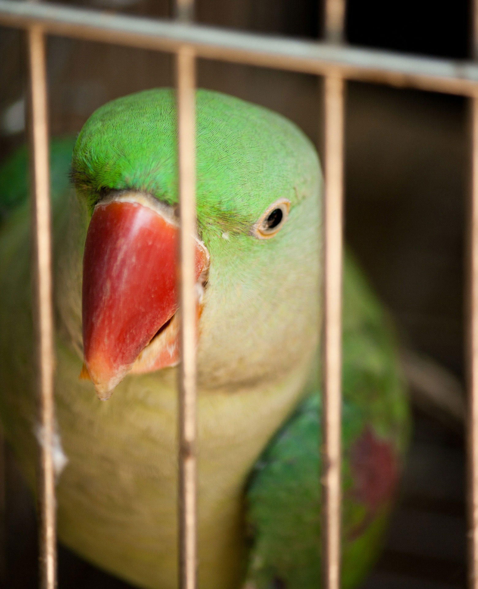 Photo of a caged bird looking through the bars with green feathers and ...
