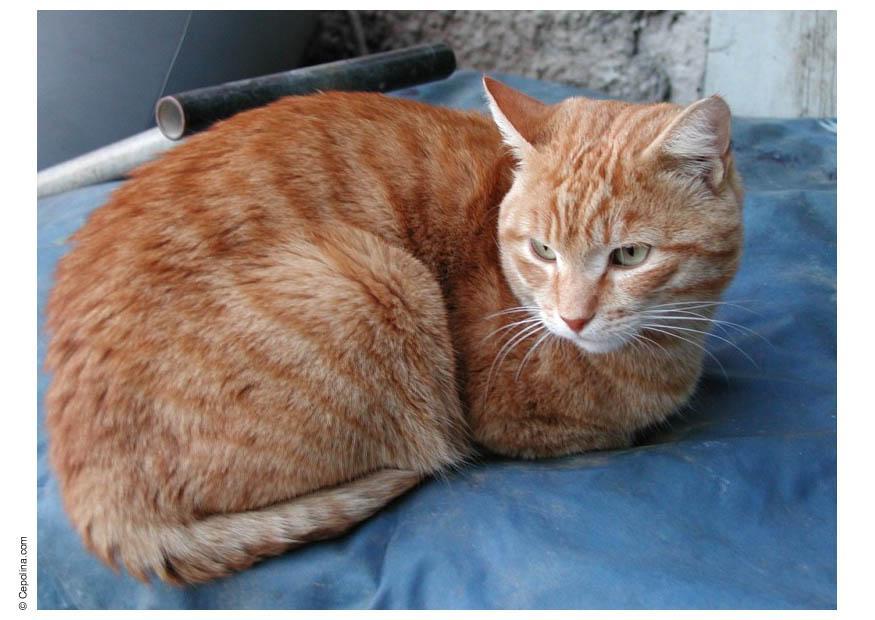 Photo cat - Free printables - Img 17435.