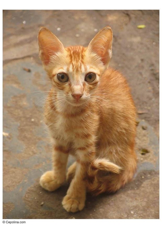 Photo cat - free printable photos - Img 17436.