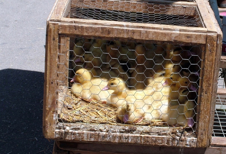 Photo ducklings in cage - free printable photos - Img 29683.