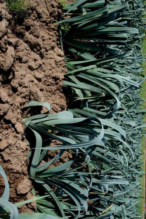 Photo leek field - free printable photos - Img 23271.