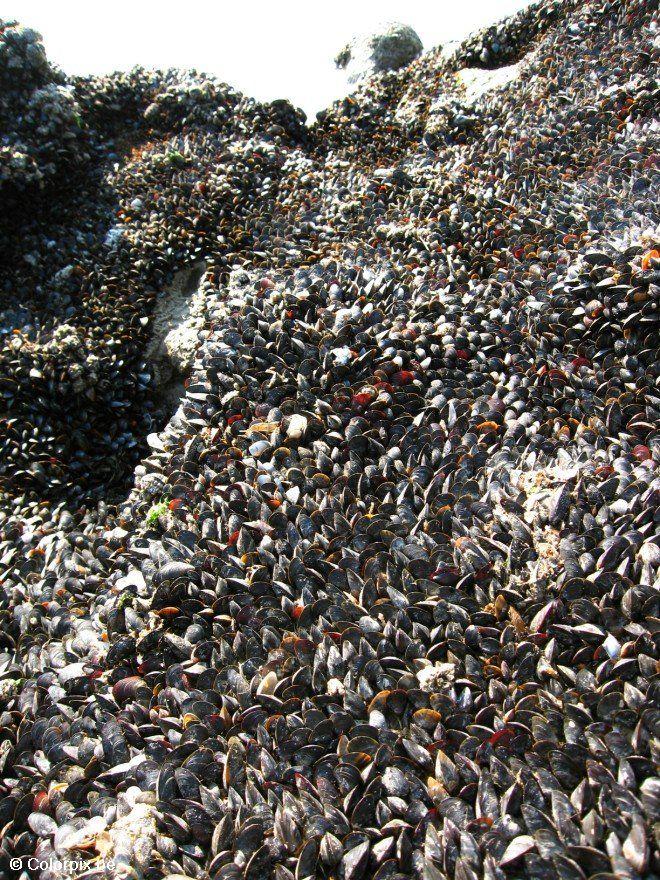 Photo of mussels 1 lying in large numbers on a rocky substrate